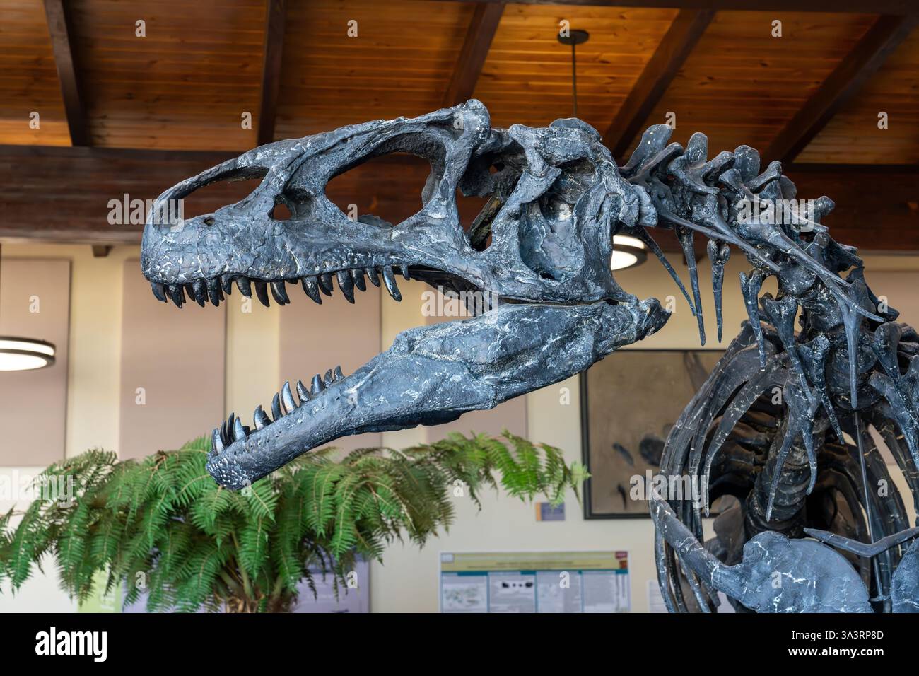 Cast of the skull of an allosaurus dinosaur on display in the visitors ...