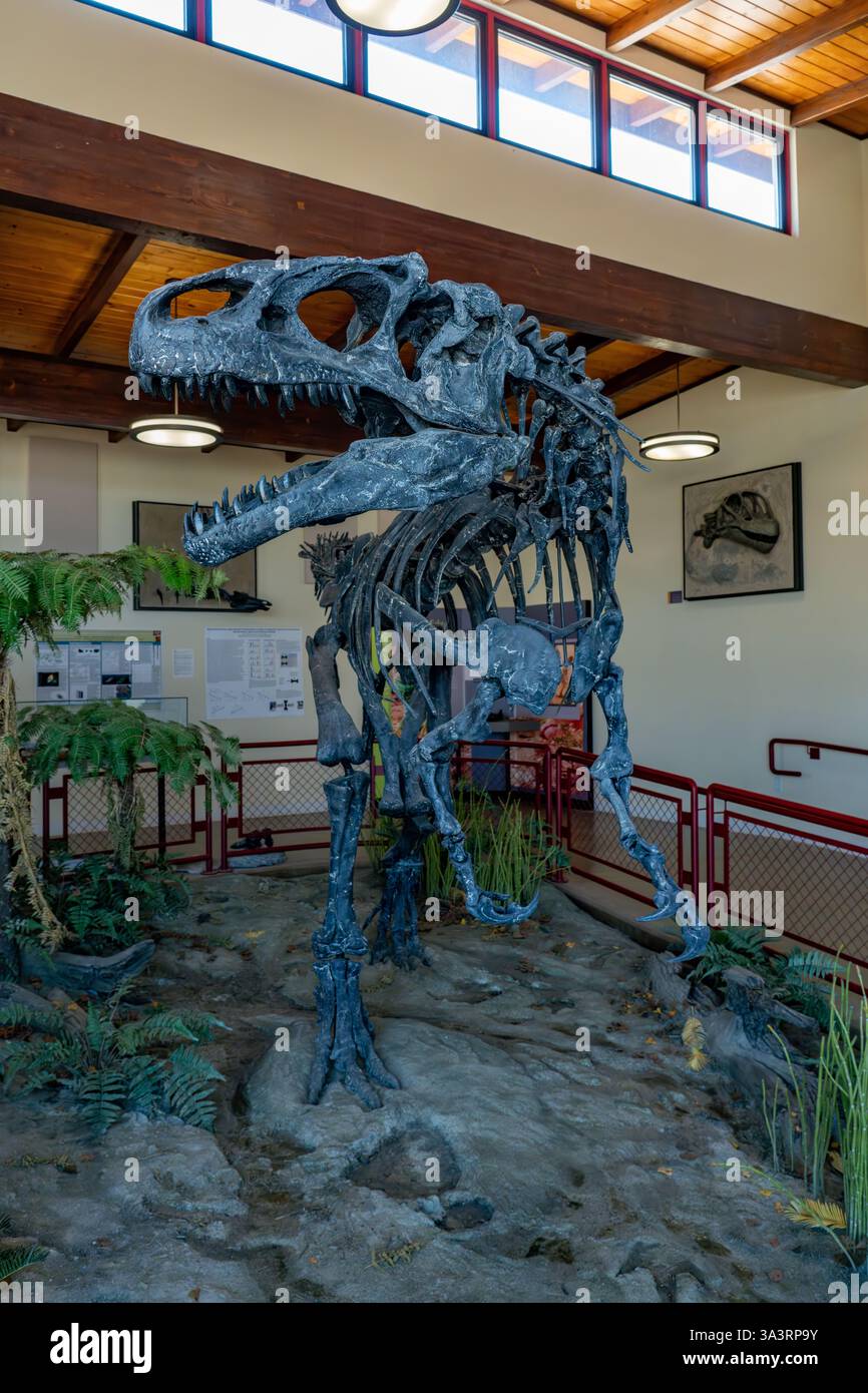 Cast of the skeleton of an allosaurus dinosaur on display in the ...