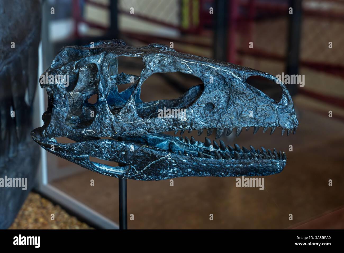 Cast of the skull of a Coelurus dinosaur on display in the visitors ...
