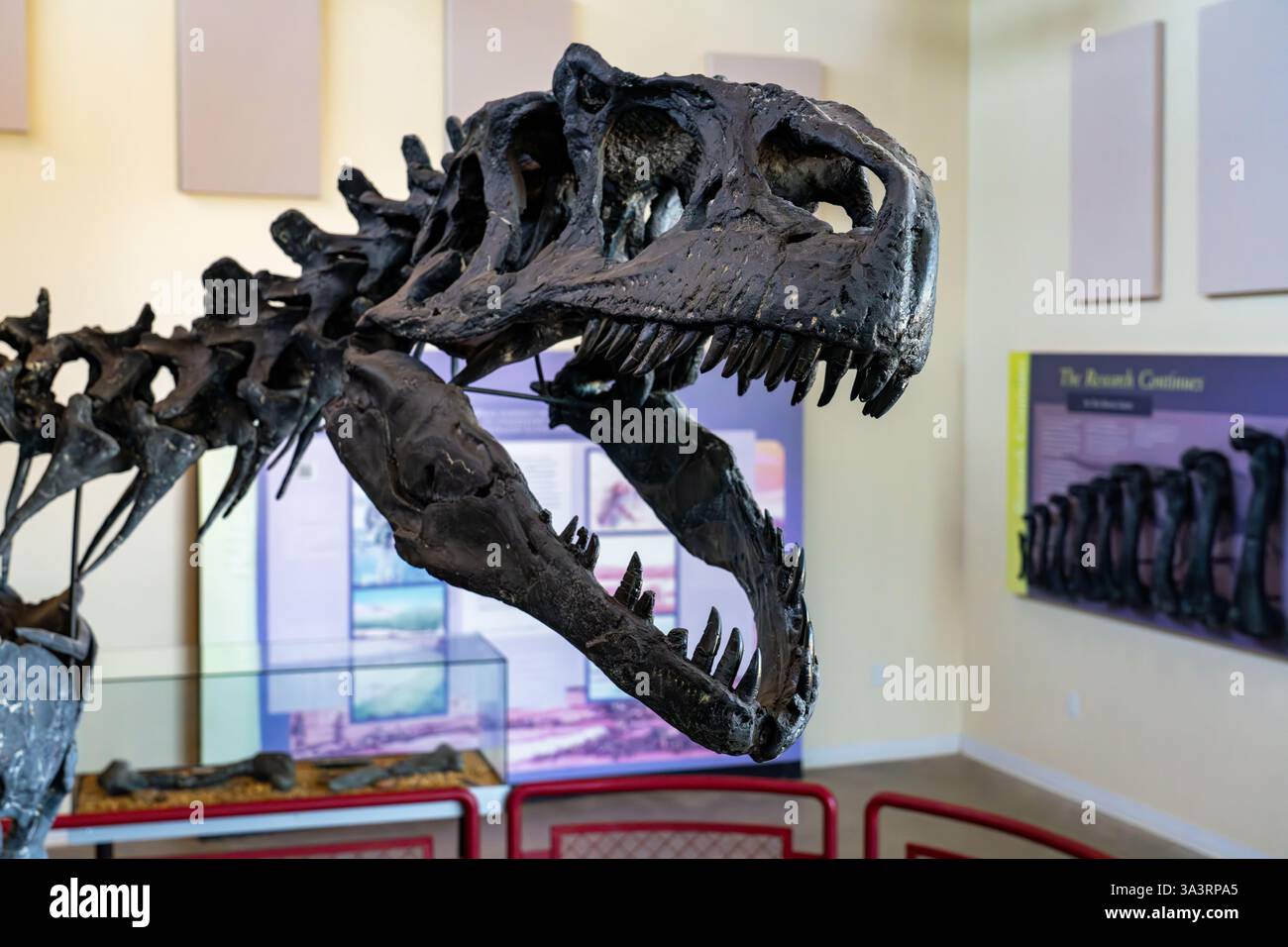 Cast of the skull of an allosaurus dinosaur on display in the visitors ...
