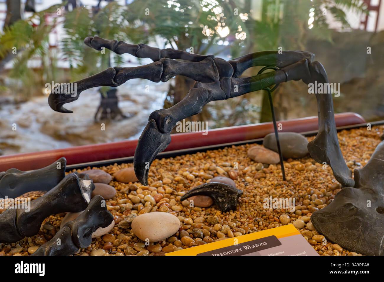 The claws of an allosaurus dinosaur on display in the visitors center ...