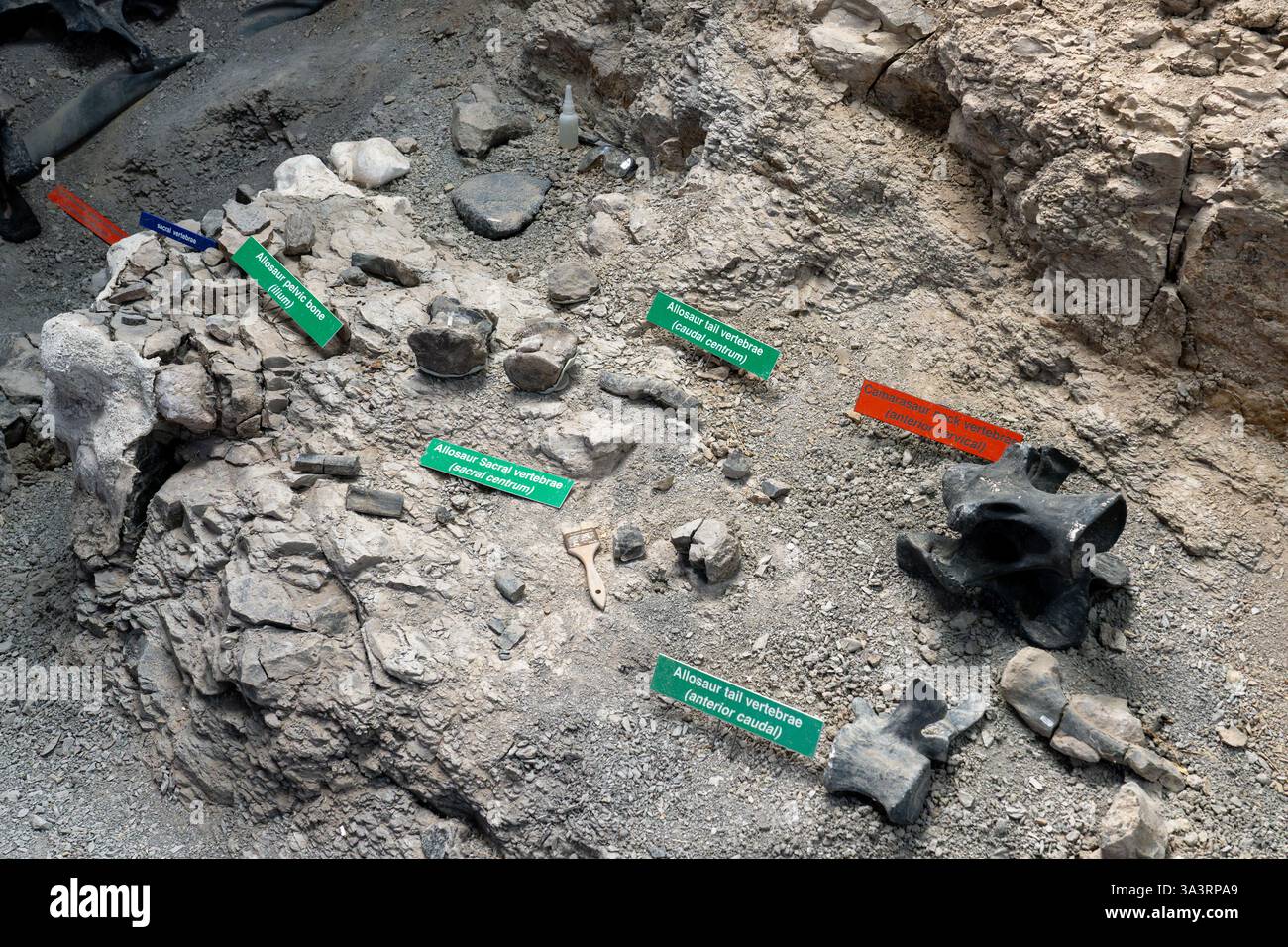 Dinosaur bones on display at a dig site at Jurassic National Monument ...