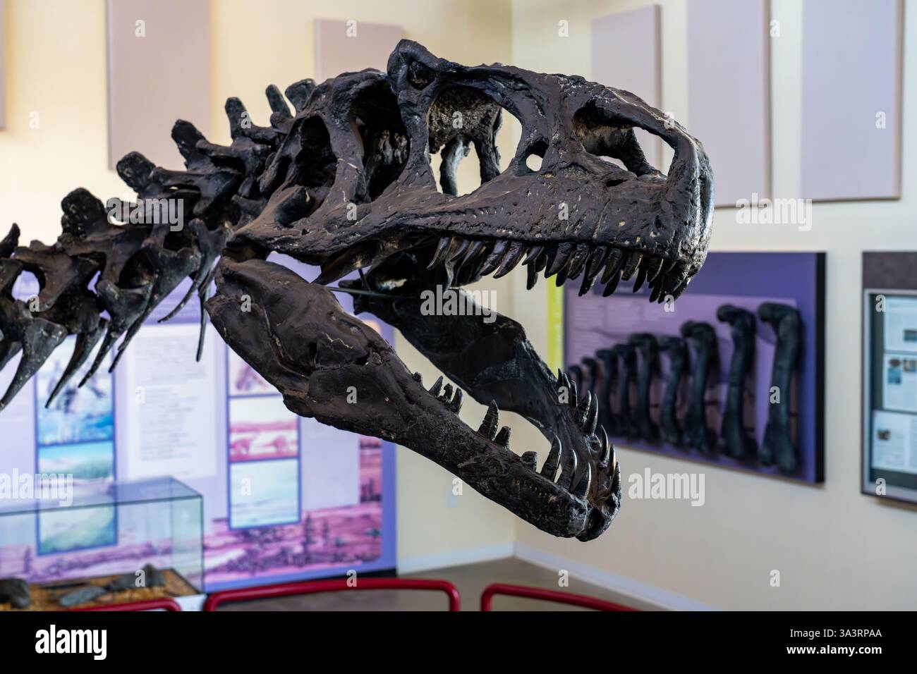 Cast of the skull of an allosaurus dinosaur on display in the visitors ...