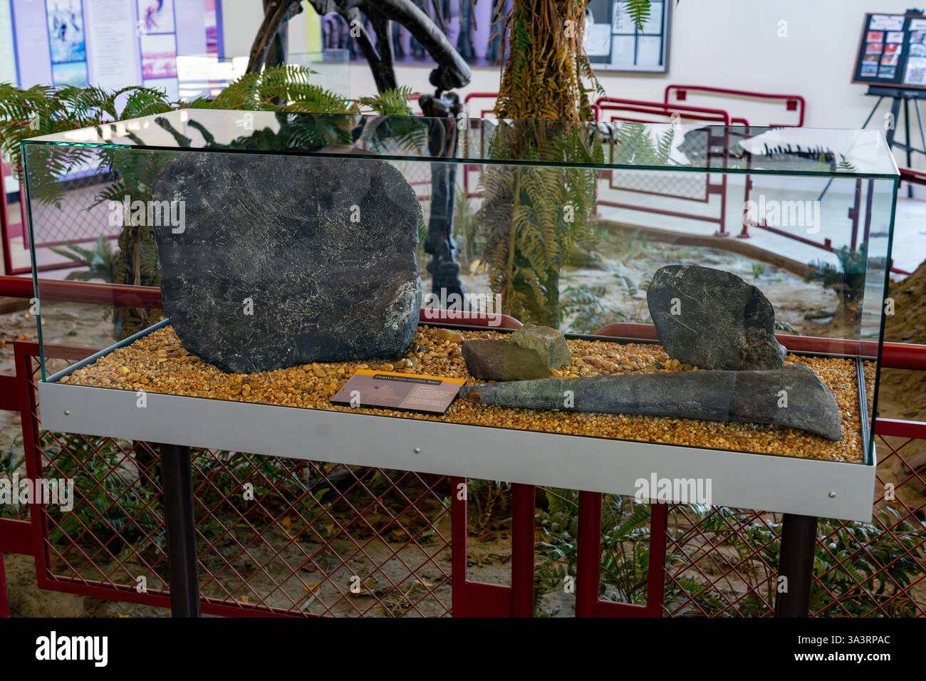 A fossilized dorsal plate & tail spike of a stegosaurus on display in ...