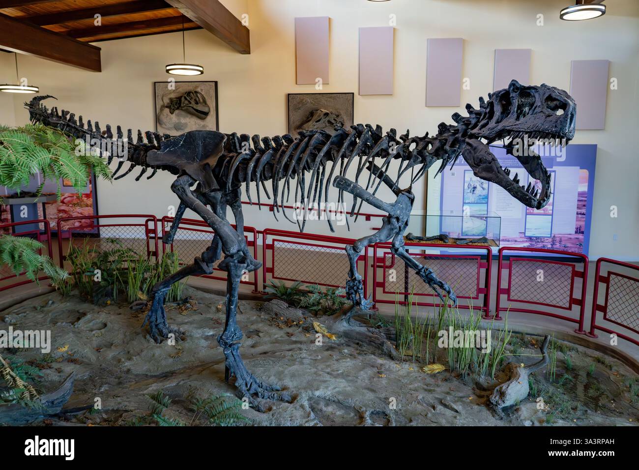 Cast of the skeleton of an allosaurus dinosaur on display in the ...