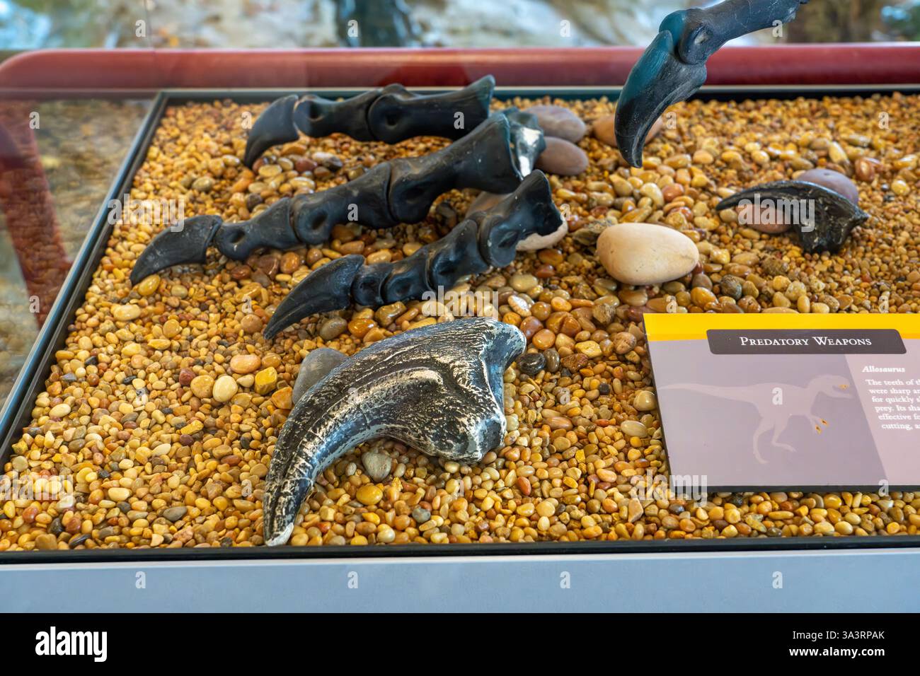 The claws of an allosaurus dinosaur on display in the visitors center ...
