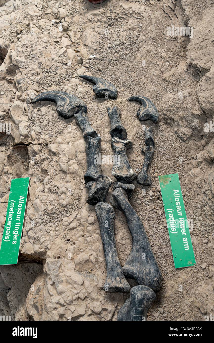An allosaurus arm bones and metacarpals on display at dig site at ...