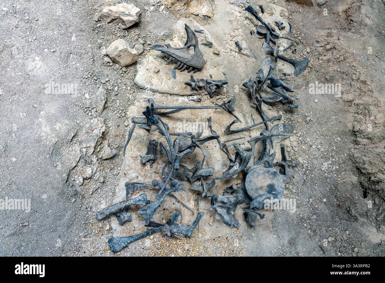 Allosaurus bones displayed in 3-D, showing how they were located at a ...