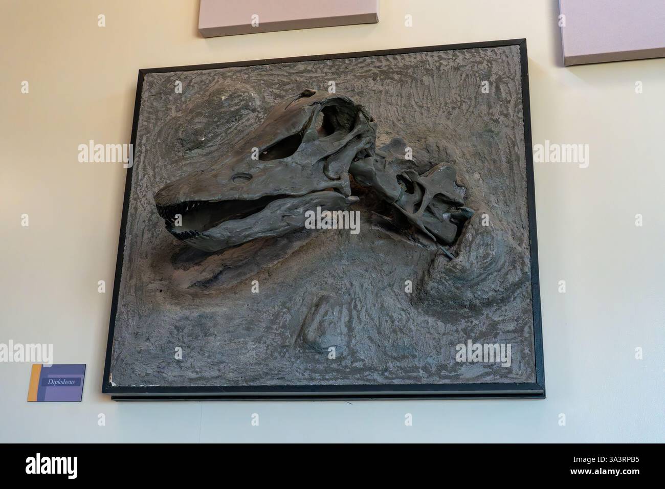 Cast the of skull of a Diplodocus on display at the visitors center at ...