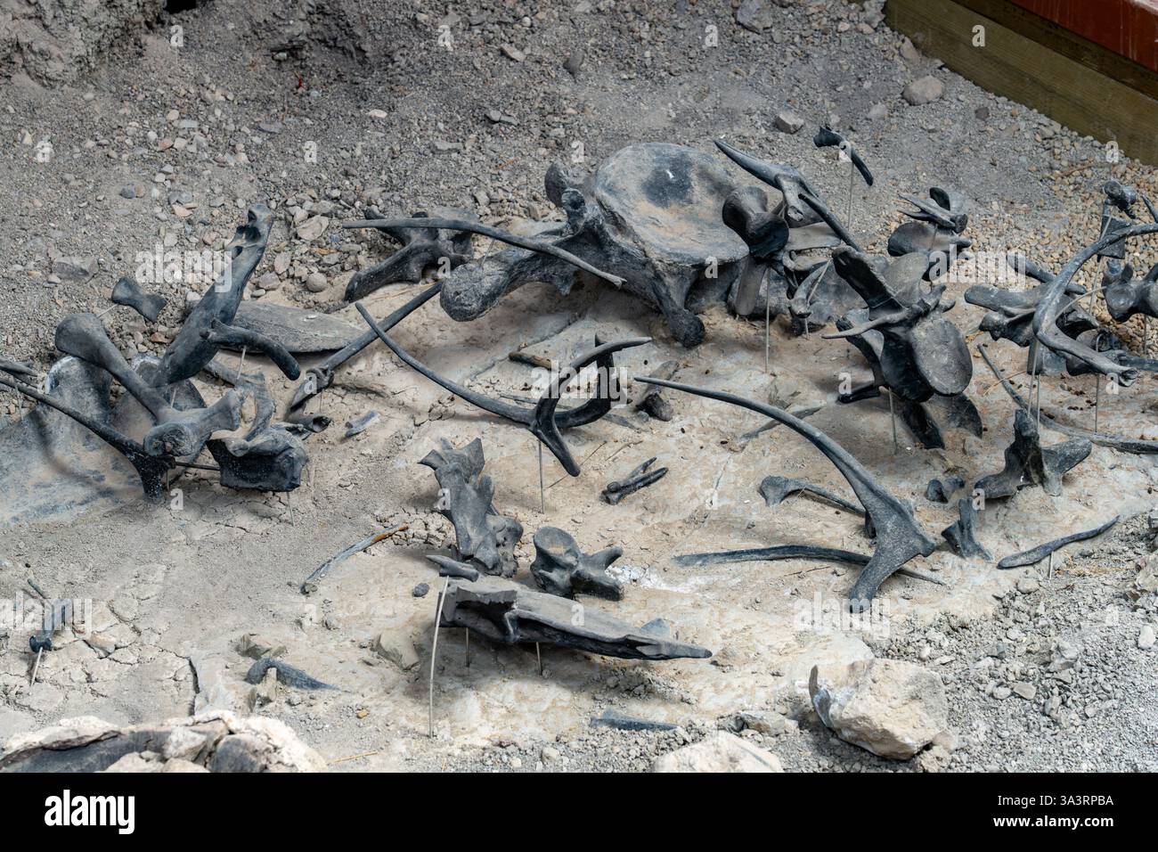 Allosaurus bones displayed in 3-D, showing how they were located at a ...