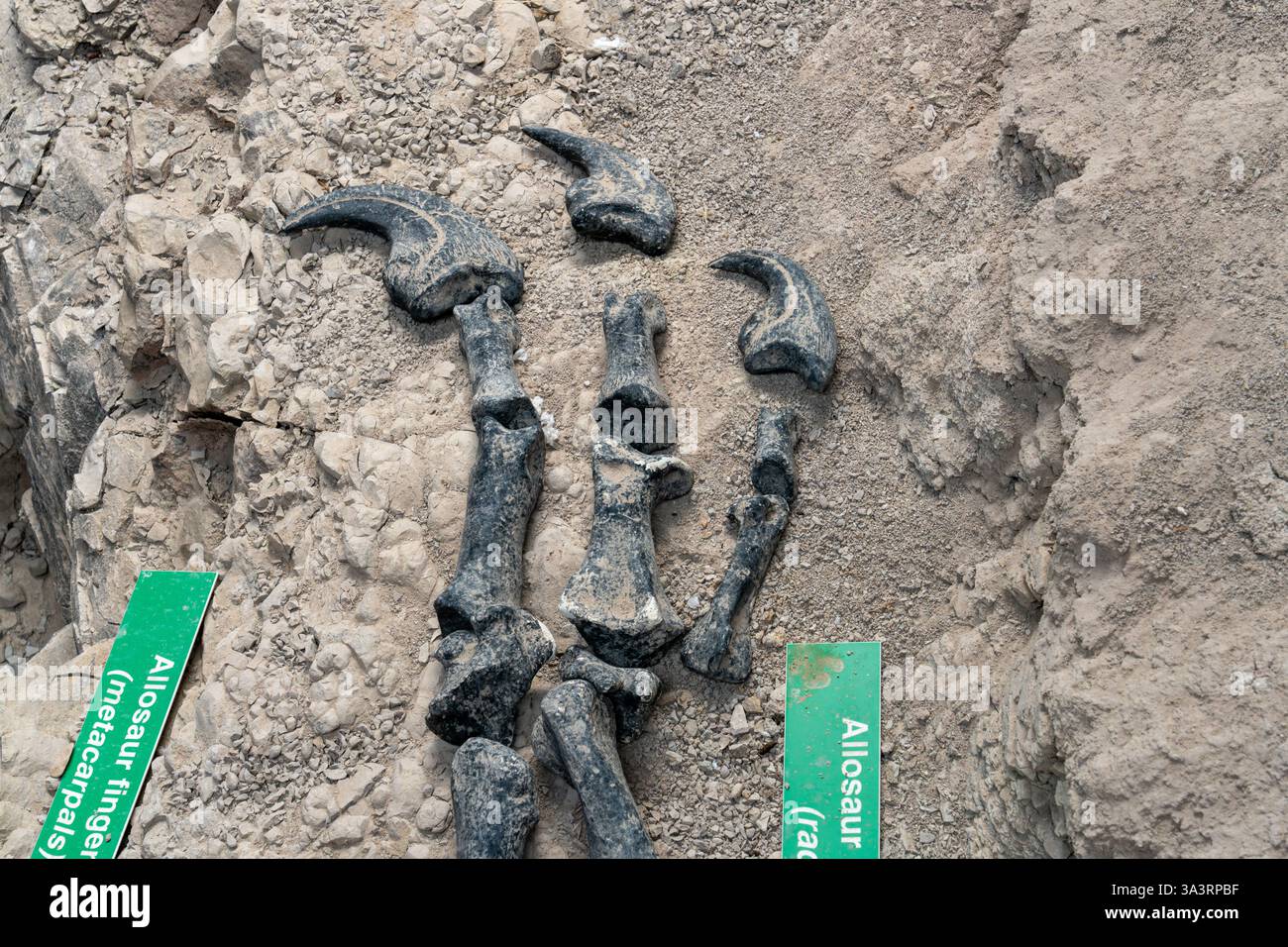 Allosaurus metacarpal bones and claws on display at dig site at ...