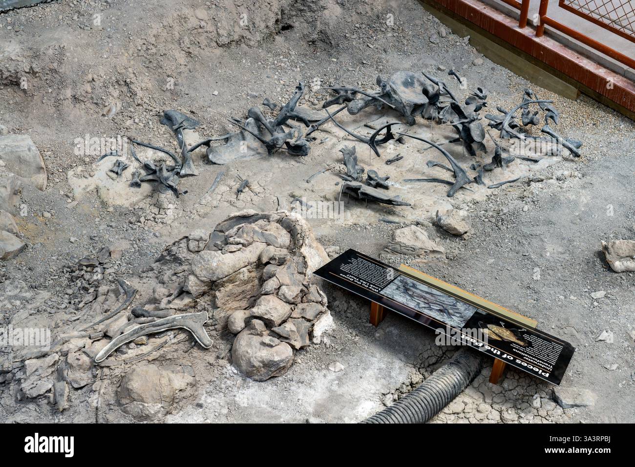 Allosaurus bones displayed in 3-D, showing how they were located at a ...