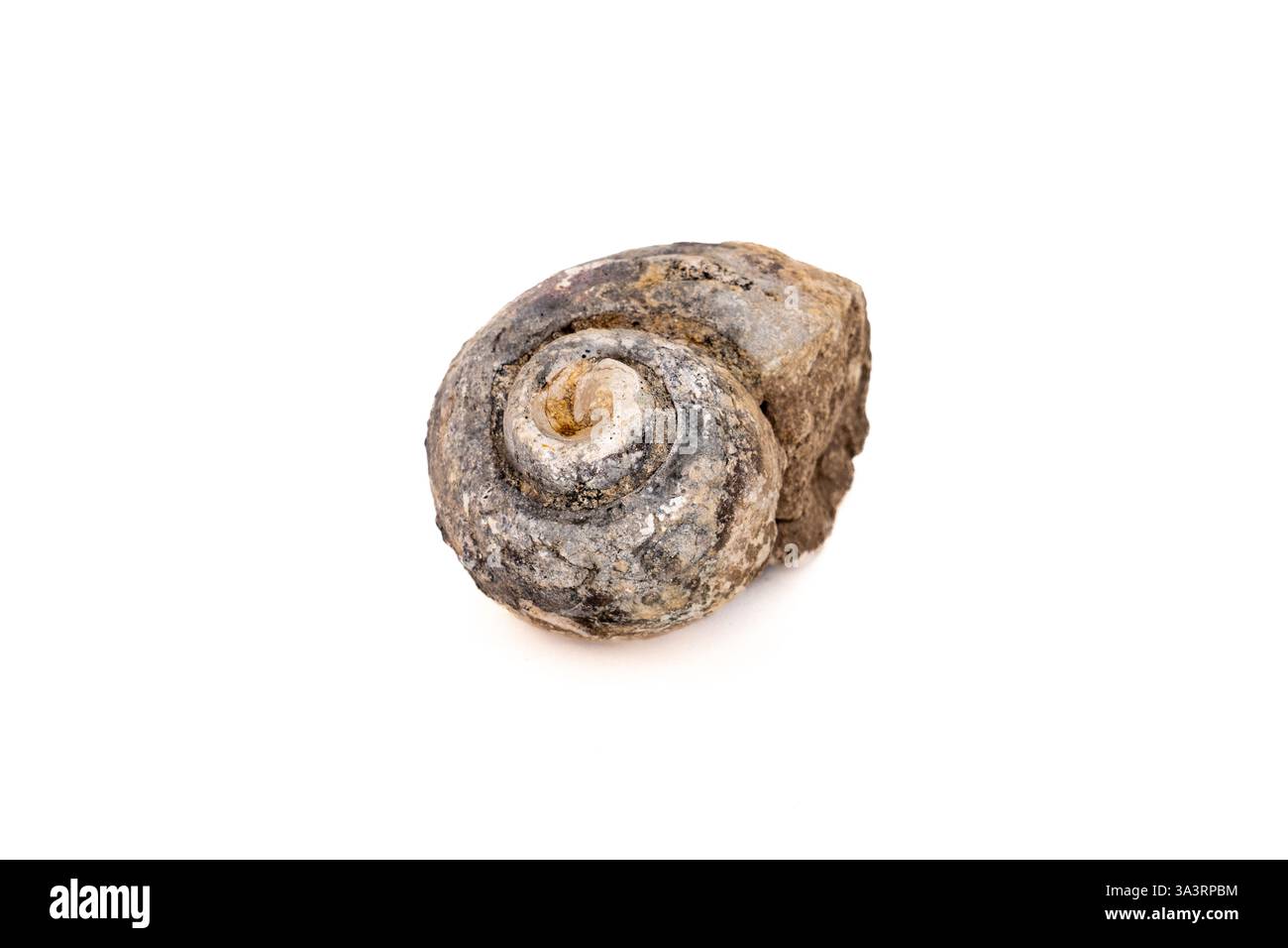 Texas fossil shell hi-res stock photography and images - Alamy