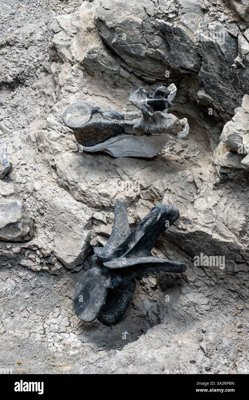 Dinosaur vertebrae displayed at a dig site at Jurassic National ...