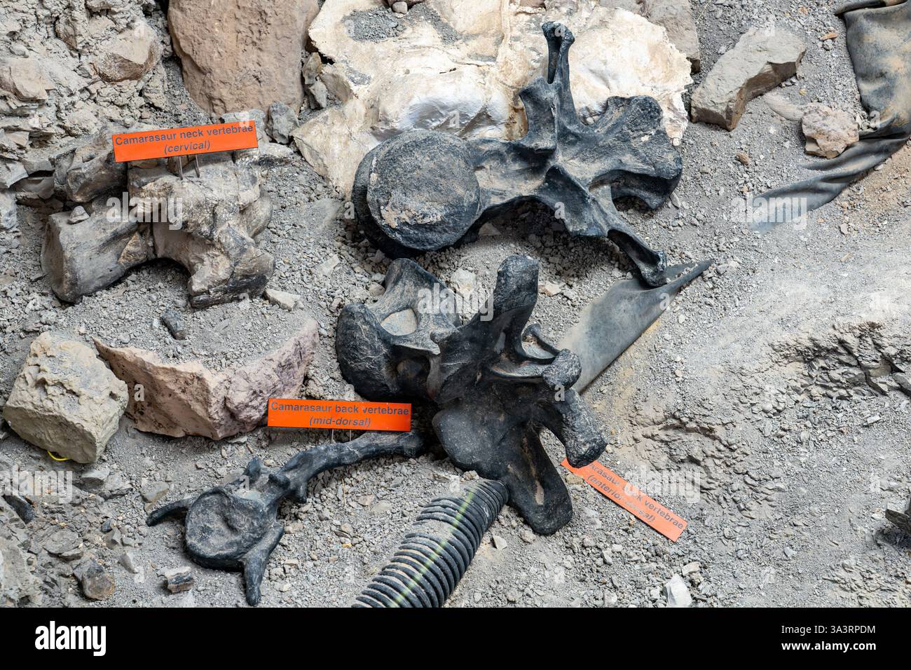 Camarasaurus vertebrae on display at a dig site at Jurassic National ...