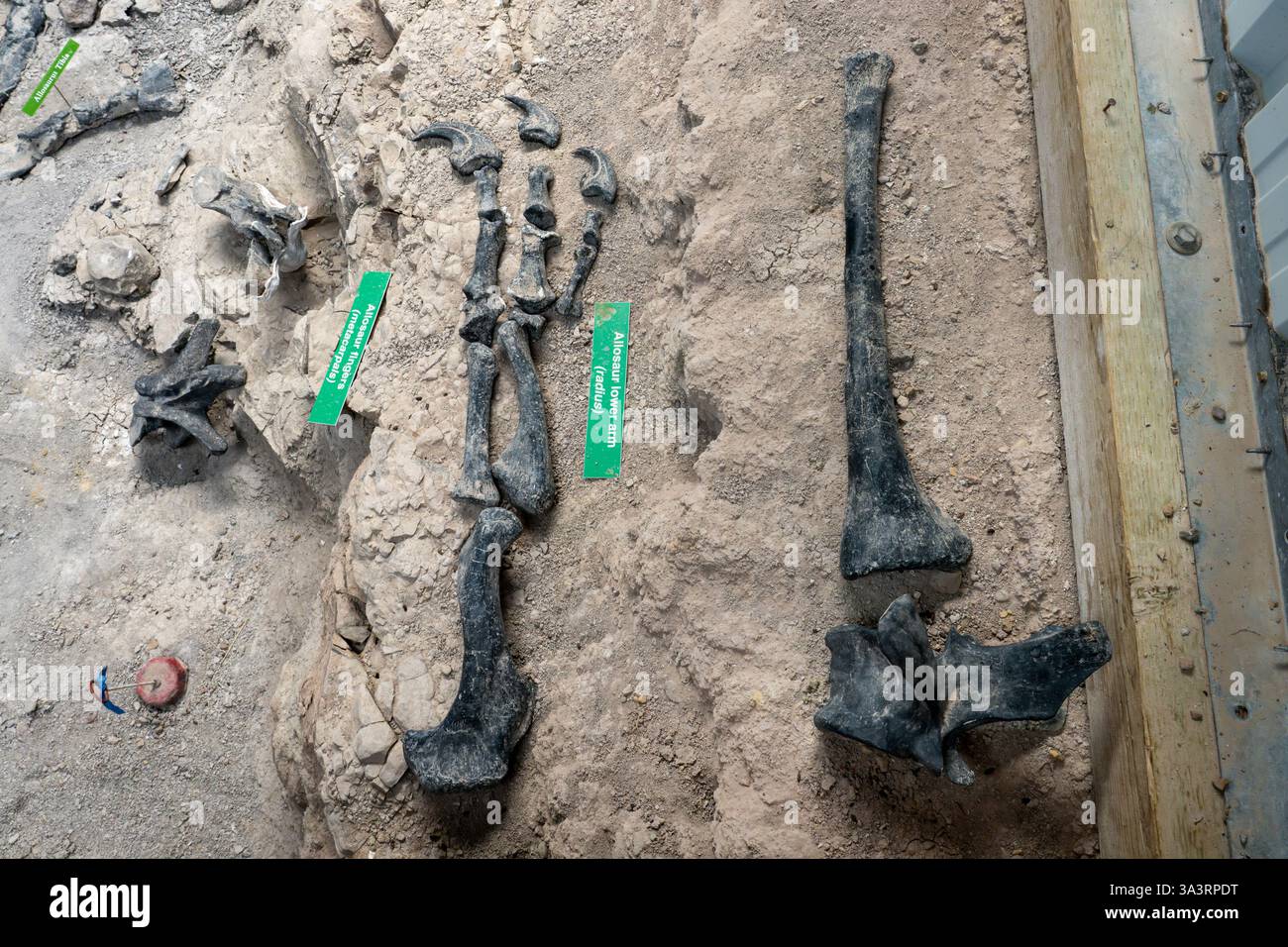 Allosaurus arm bones and metacarpals on display at dig site at Jurassic ...