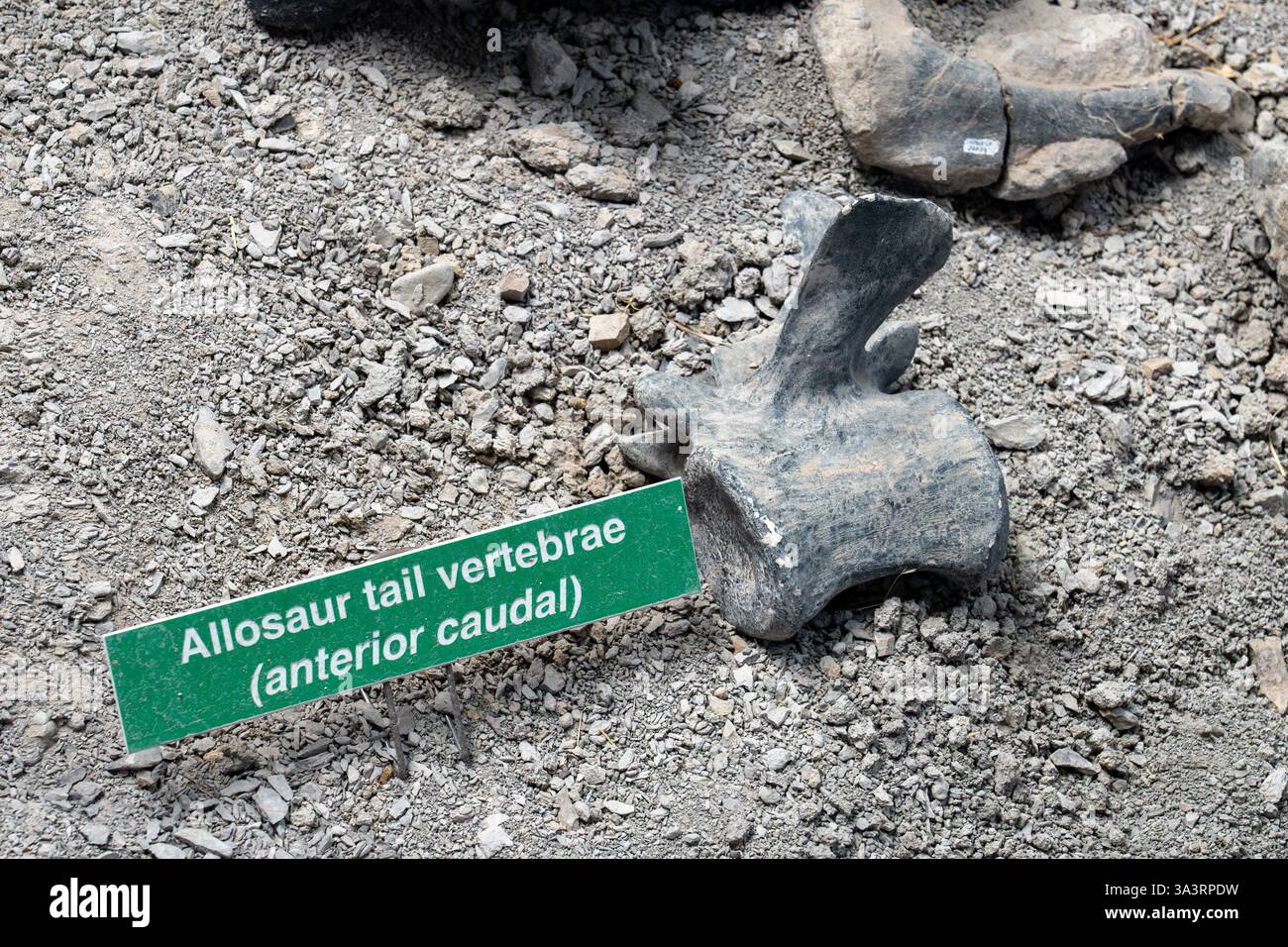 An allosaurus tail vertebra on display at dig site at Jurassic National ...