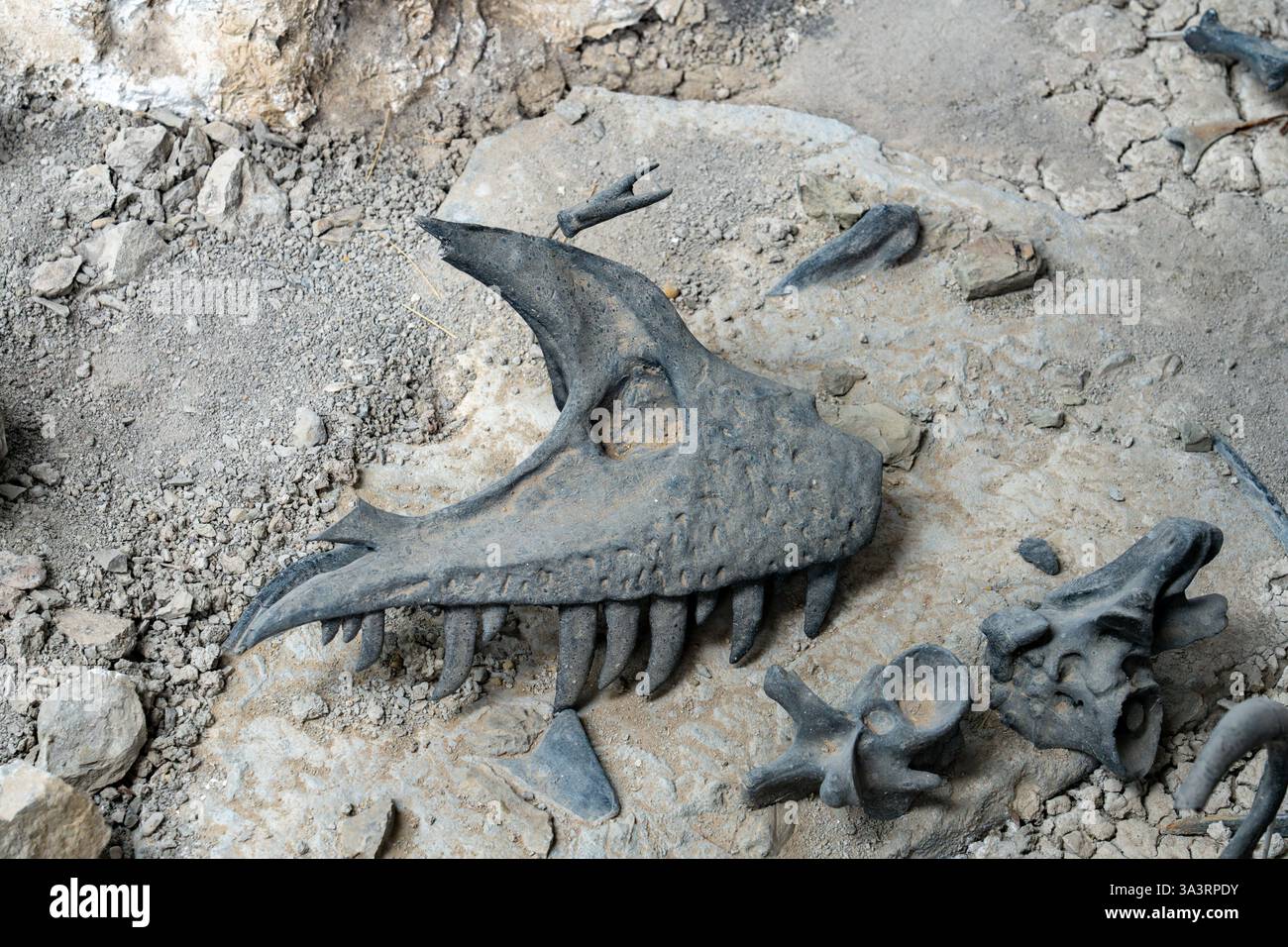 A young allosaurus skull & vertebrae displayed at a dig site at ...