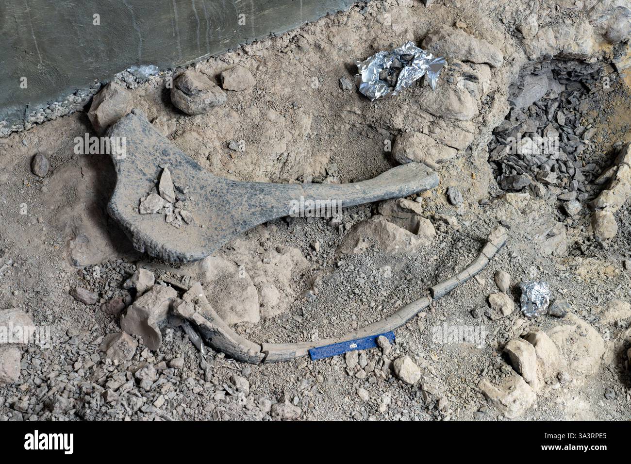 Dinosaur rib and scapula displayed at a dig site at Jurassic National ...
