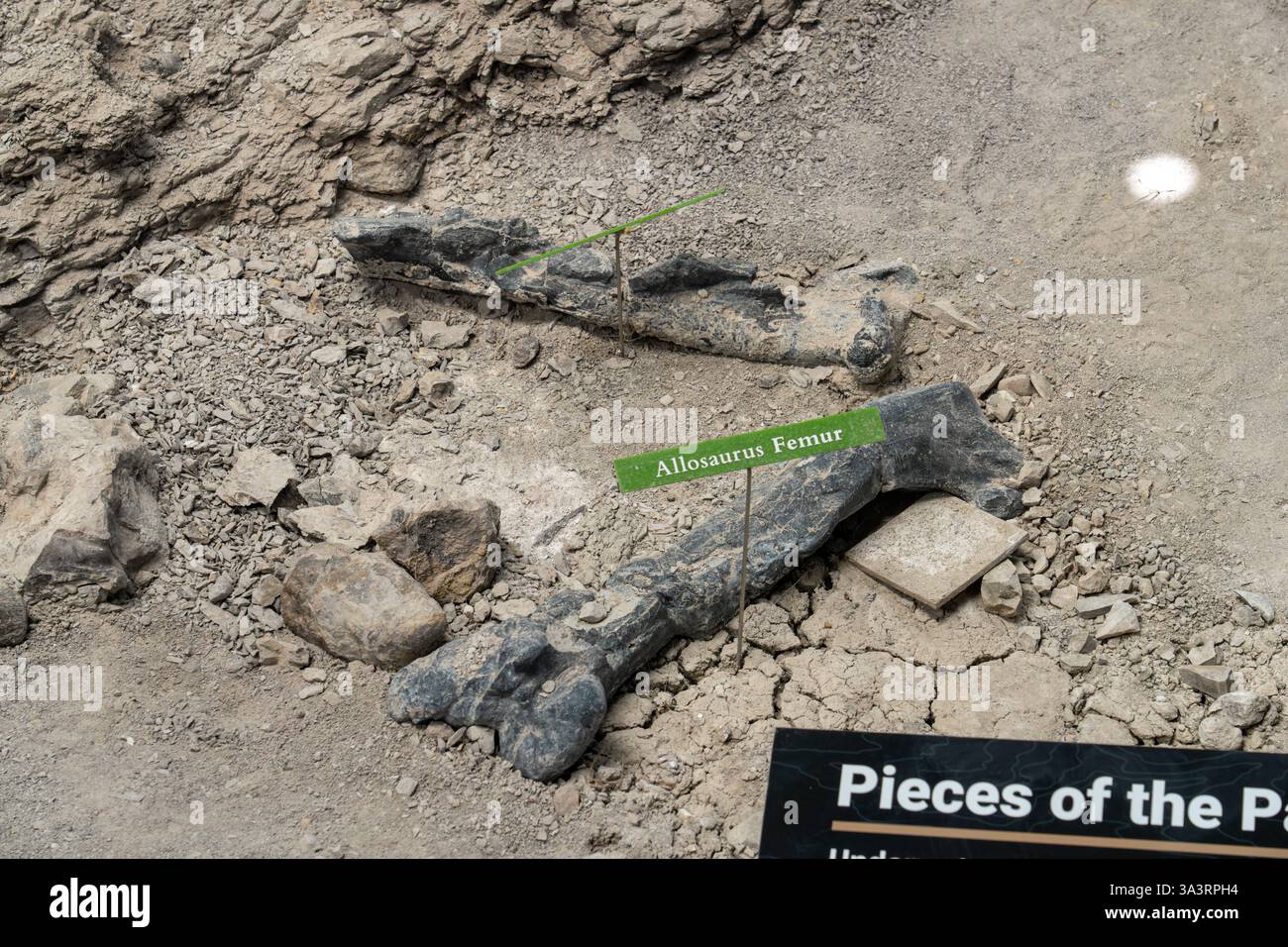 An allosaurus femur with a tibia behind at a dig site at Jurassic ...
