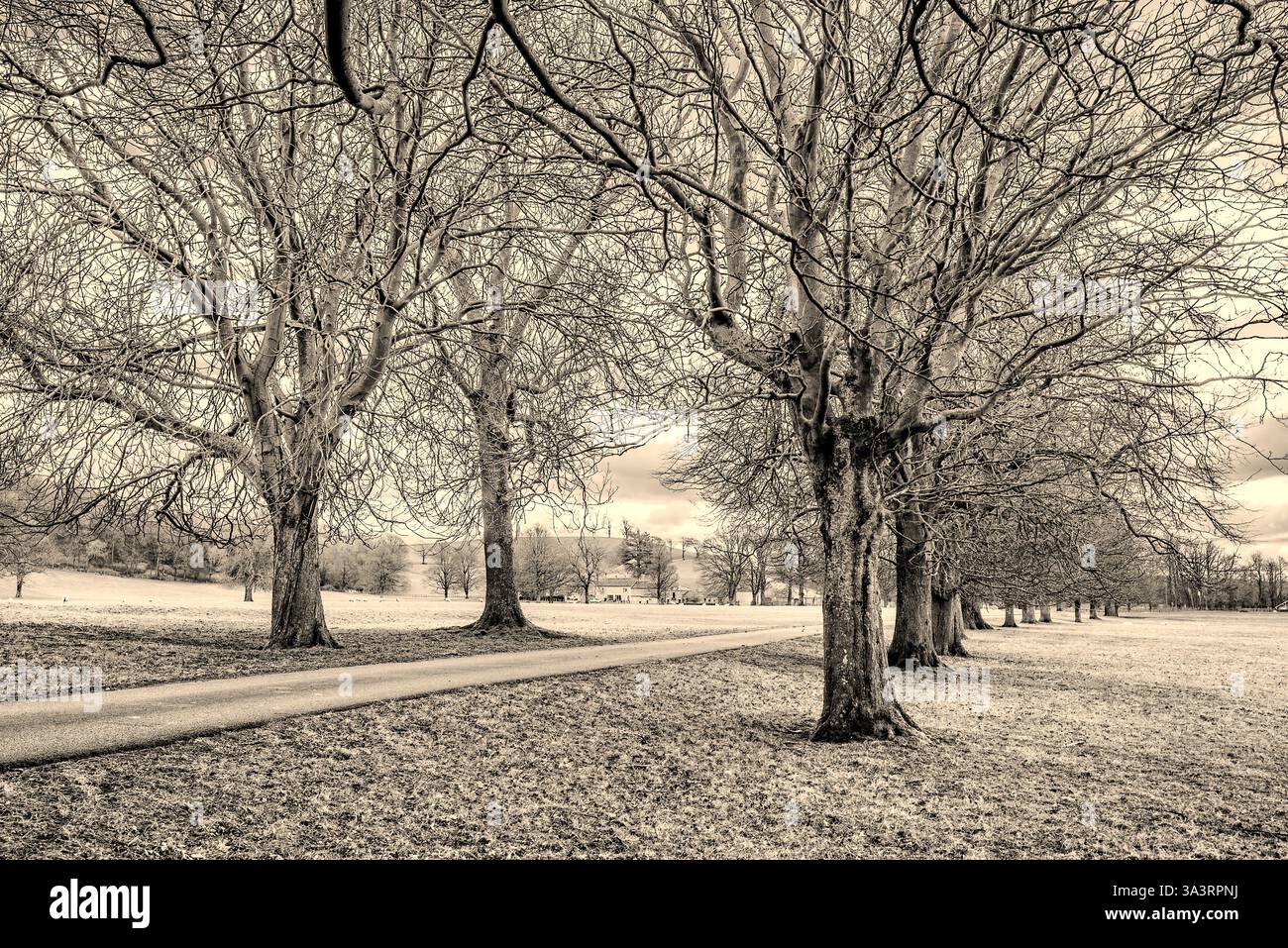 Black and white image of an avenue of trees that lead on to Hellifield ...