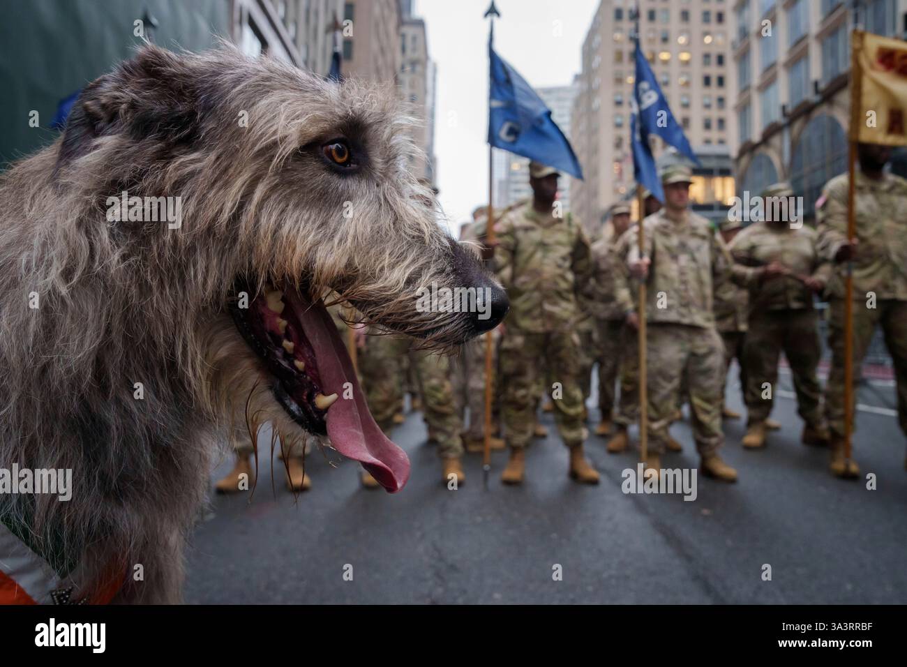 A wolfhound from the 69th Infantry Regiment looks on before the 264th ...
