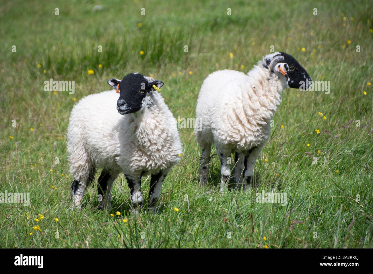 Lonk sheep hi-res stock photography and images - Alamy
