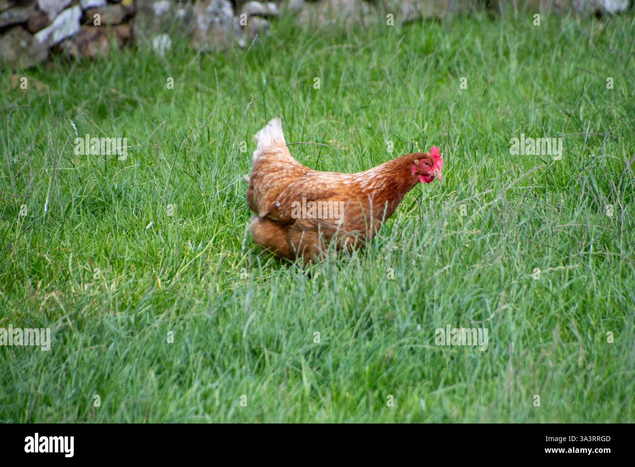 Gallina gallus gallus hi-res stock photography and images - Alamy
