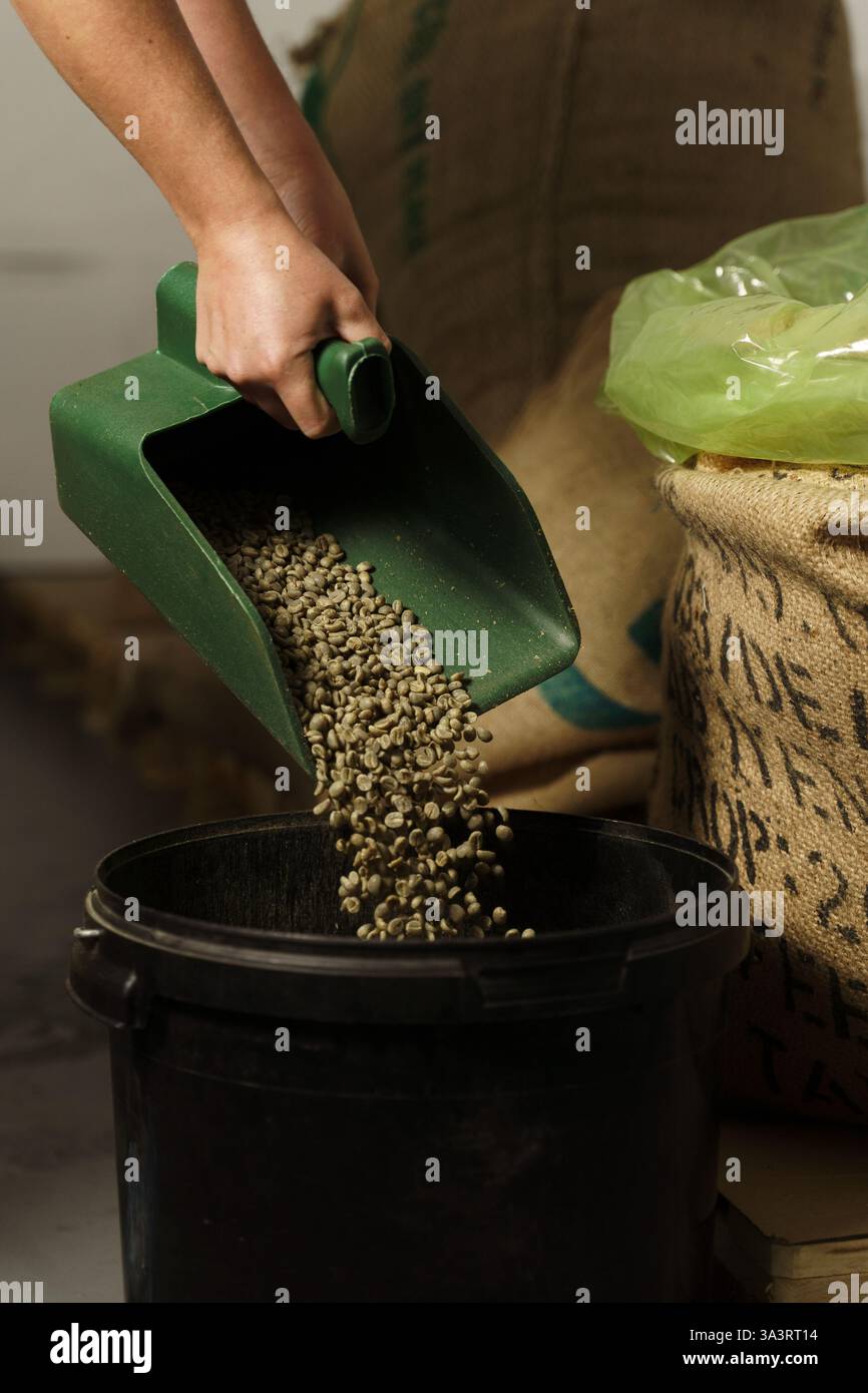Handful pouring raw coffee beans in the bag. Sorting green coffee. Raw ...