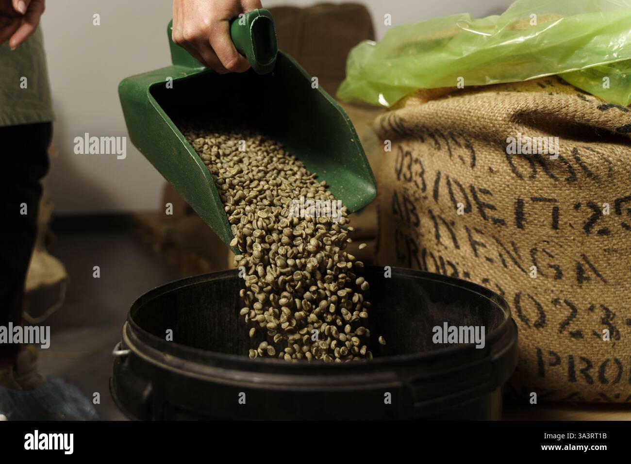 Handful pouring raw coffee beans in the bag. Sorting green coffee. Raw green coffee beans on the ...