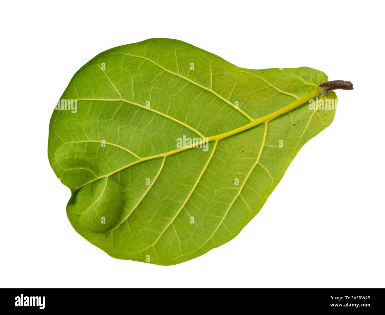 Underside of a fiddle leaf fig (lat: Ficus lyrata) isolated on white ...