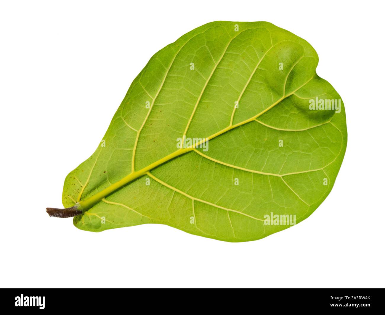 Mulberry and fig family moraceae Cut Out Stock Images & Pictures - Alamy