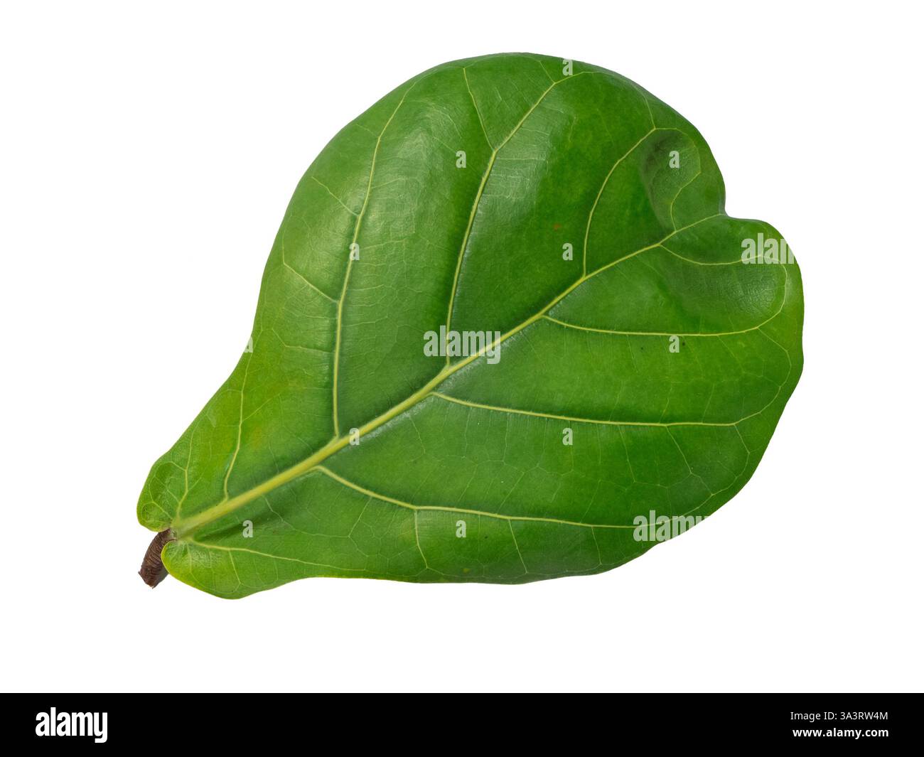 Upper leaf of a fiddle leaf fig (lat: Ficus lyrata) isolated on white ...