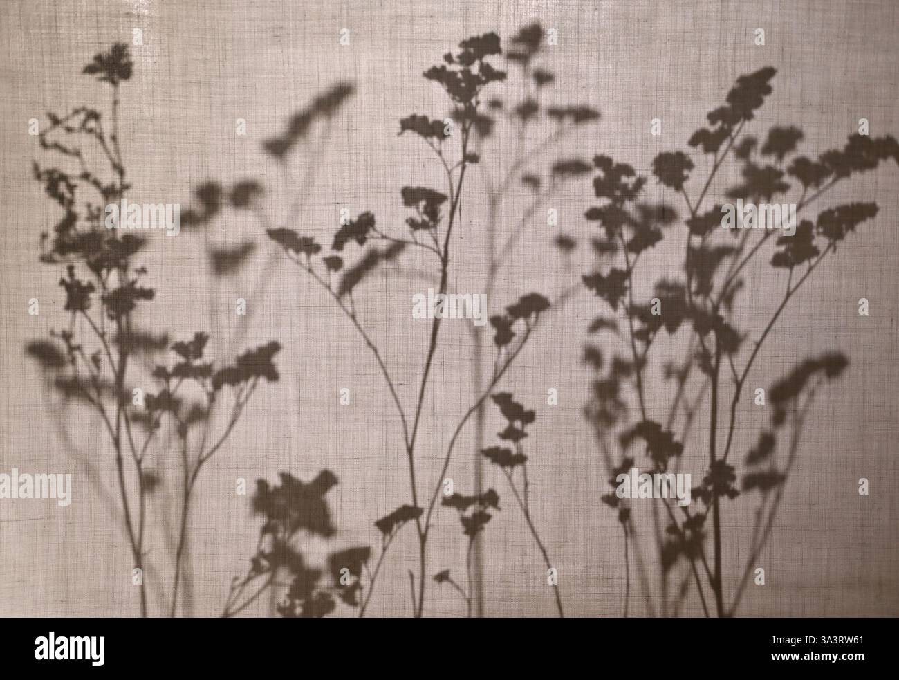 Abstract neutral background, minimalism. Dry herbs behind a cotton ...