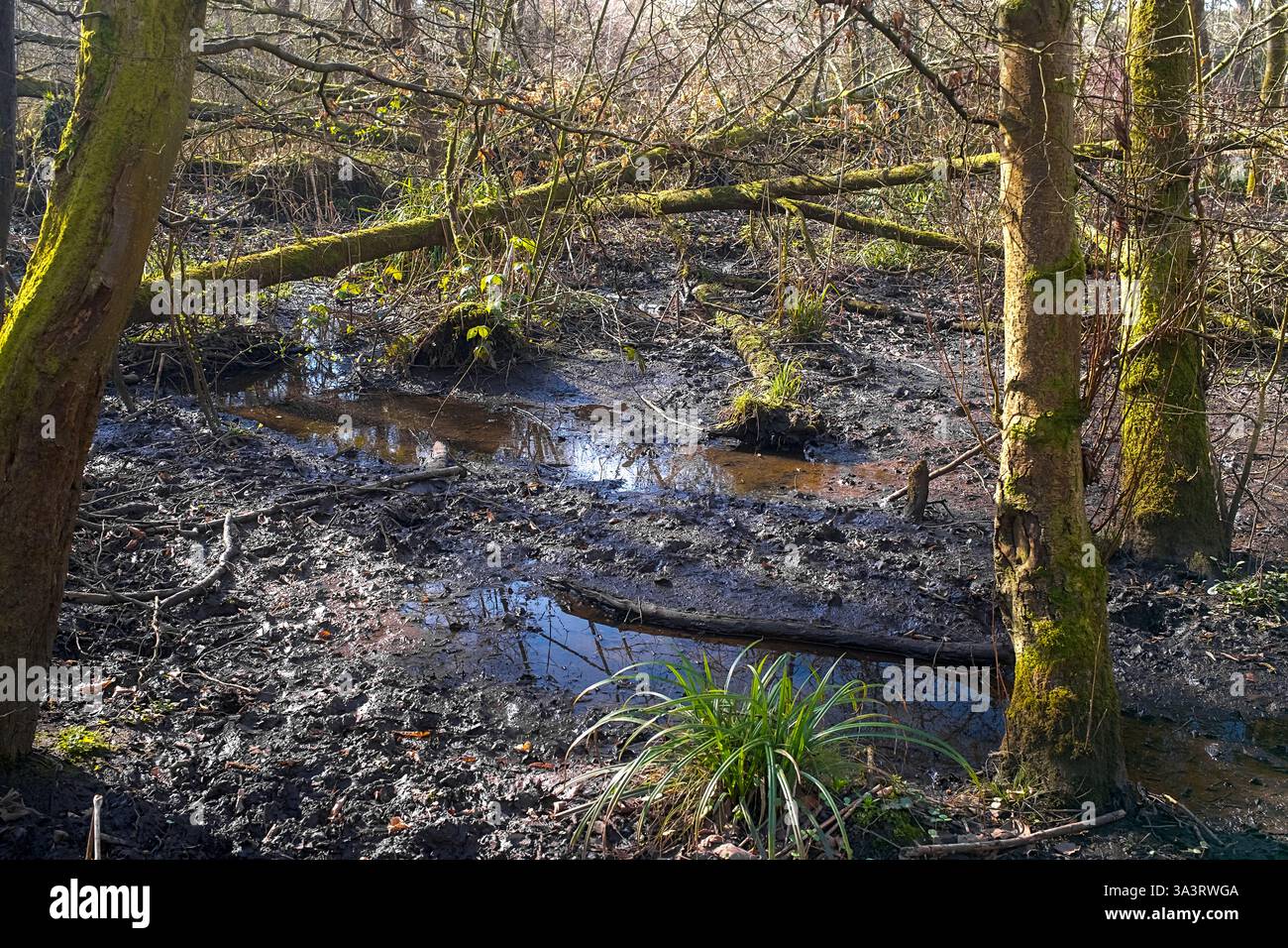 Worsley Woods flooded and muddy and swampy ground leading to Old Warke ...