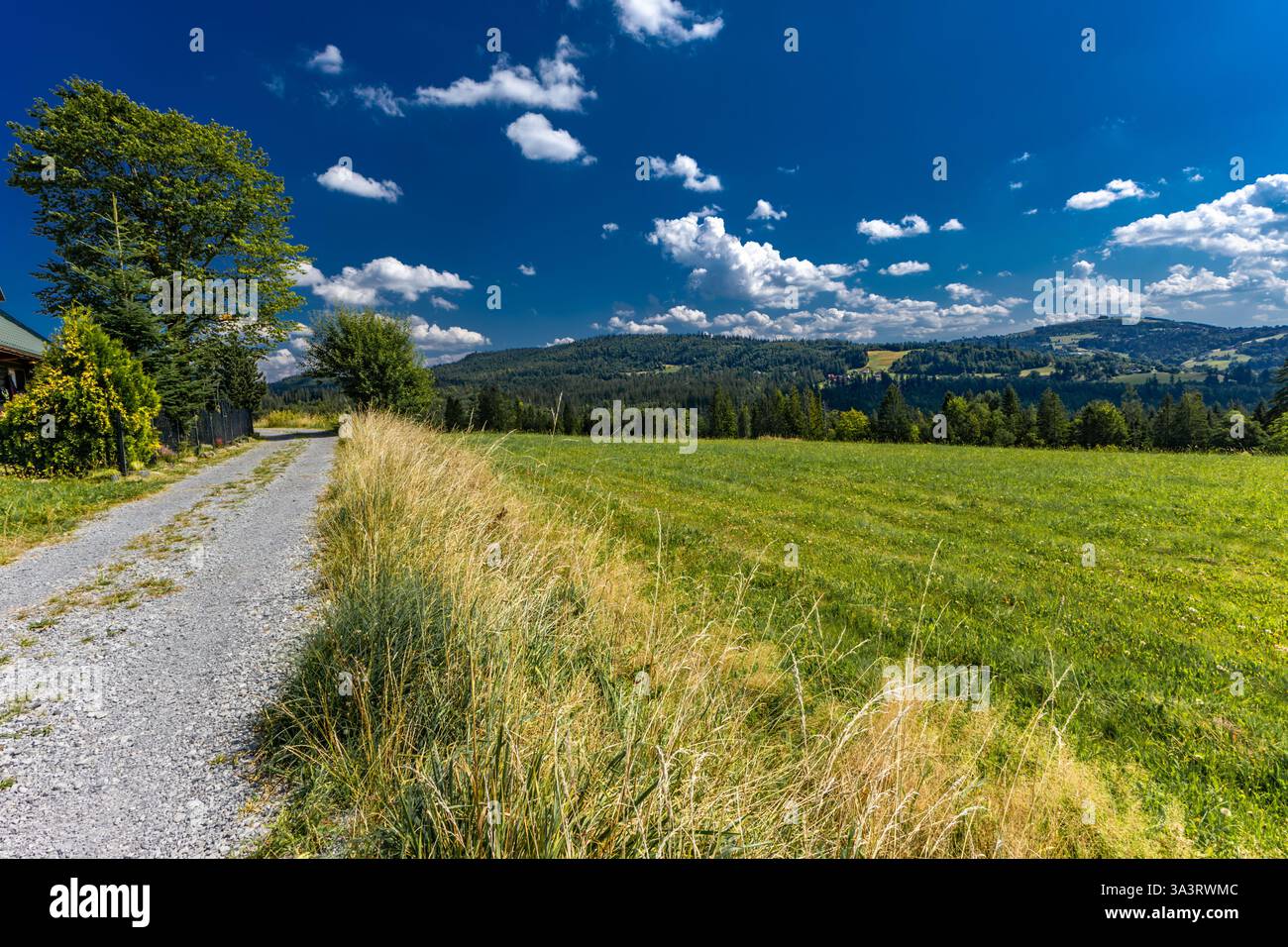 A dirt road in the mountains leading through a green glade, a bike path ...