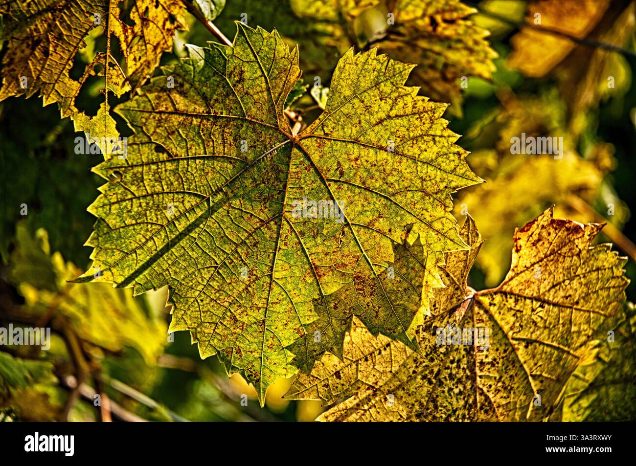 Structure and lines of Grape Vine Leaf Stock Photo - Alamy