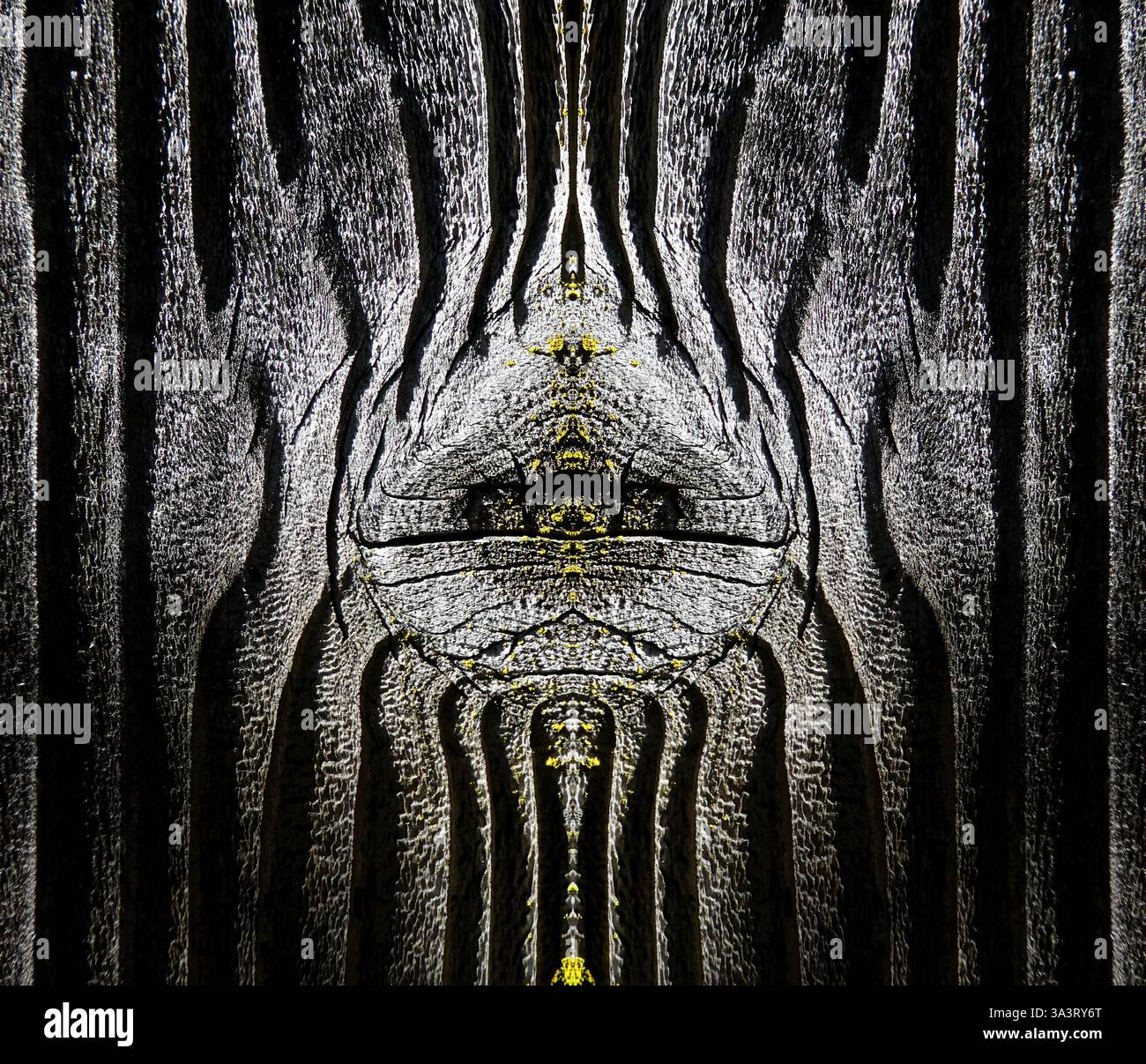 Bilateral symmetry, created with mirror images of wood grain and knots ...