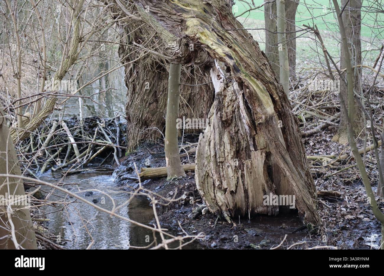 Methuselah tree hi-res stock photography and images - Alamy
