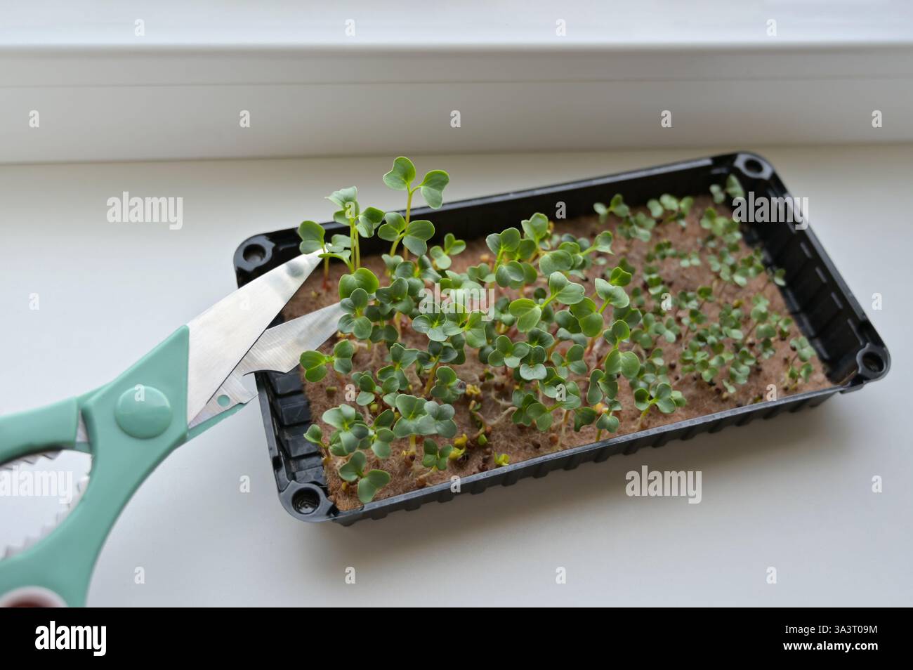 Cutting with scissors fresh radish and cabbage sprouts, growing ...