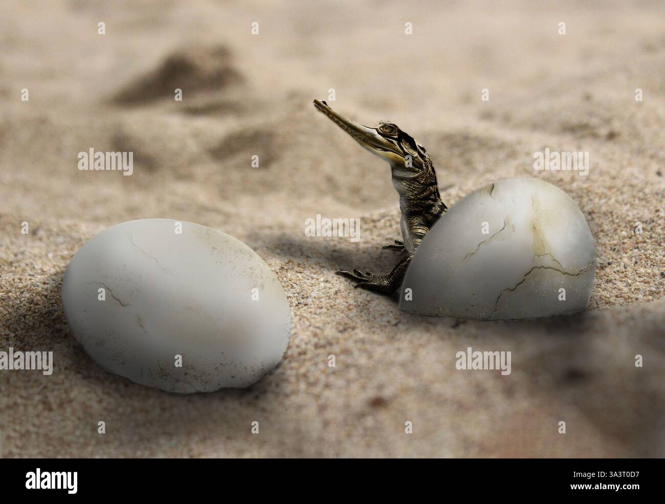 Gharial egg hi-res stock photography and images - Alamy