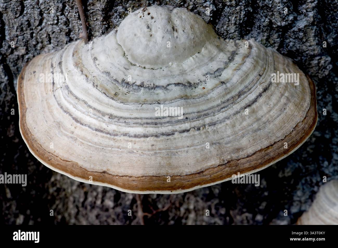 Anti tumore hi-res stock photography and images - Alamy