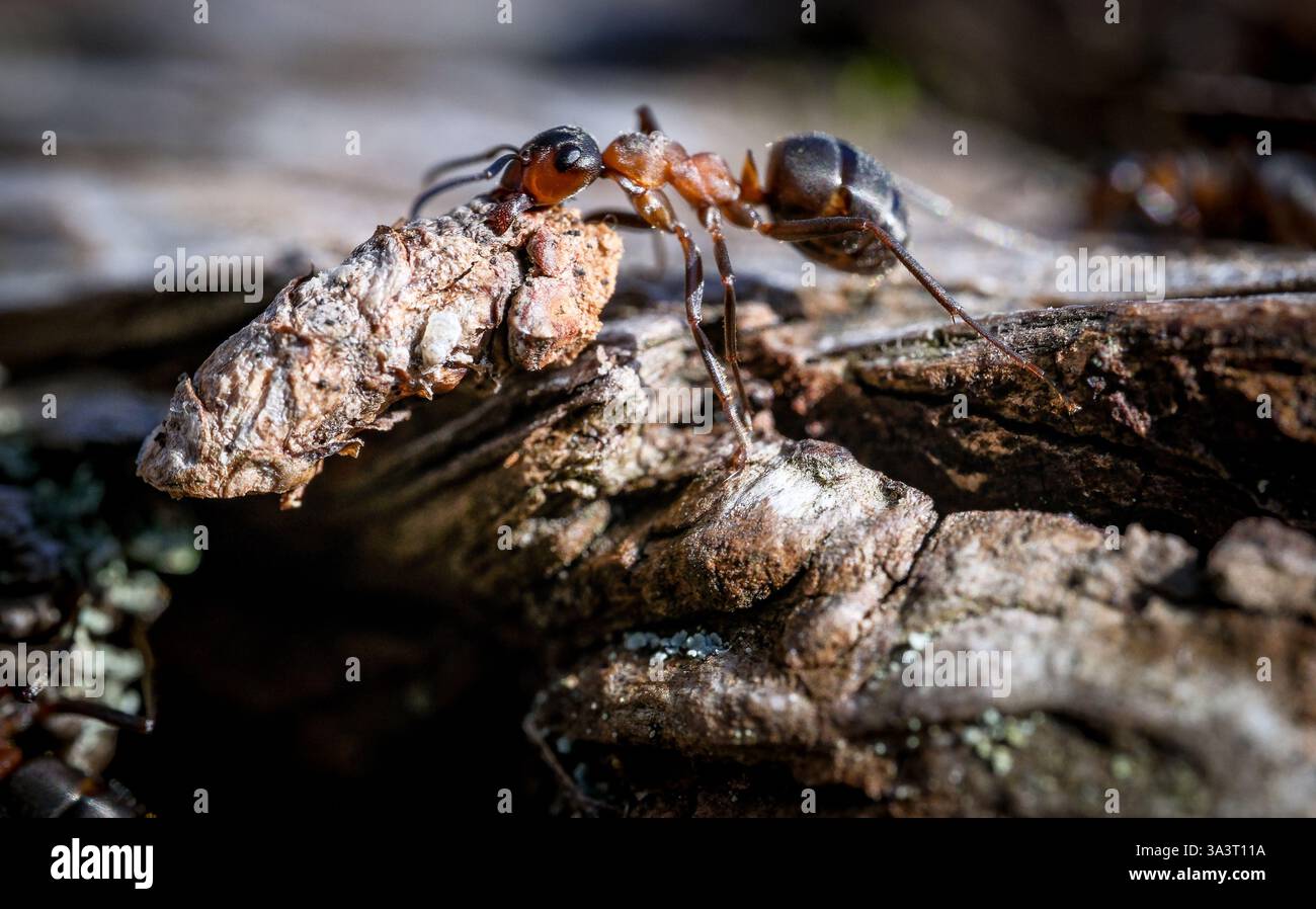 Southern wood ants (Formica rufa) close-up macro of worker ants ...