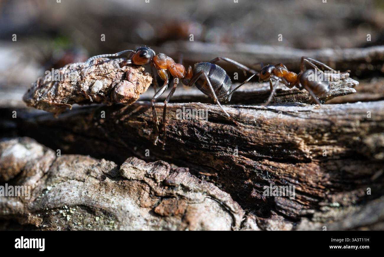 Southern wood ants (Formica rufa) close-up macro of worker ants ...