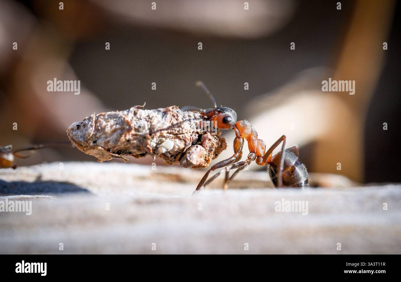 Southern wood ants (Formica rufa) close-up macro of worker ants ...