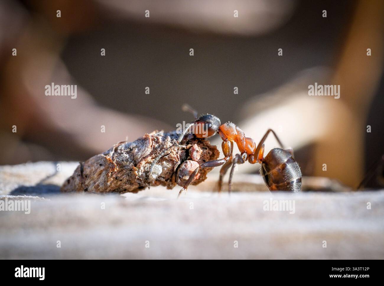 Southern wood ants (Formica rufa) close-up macro of worker ants ...