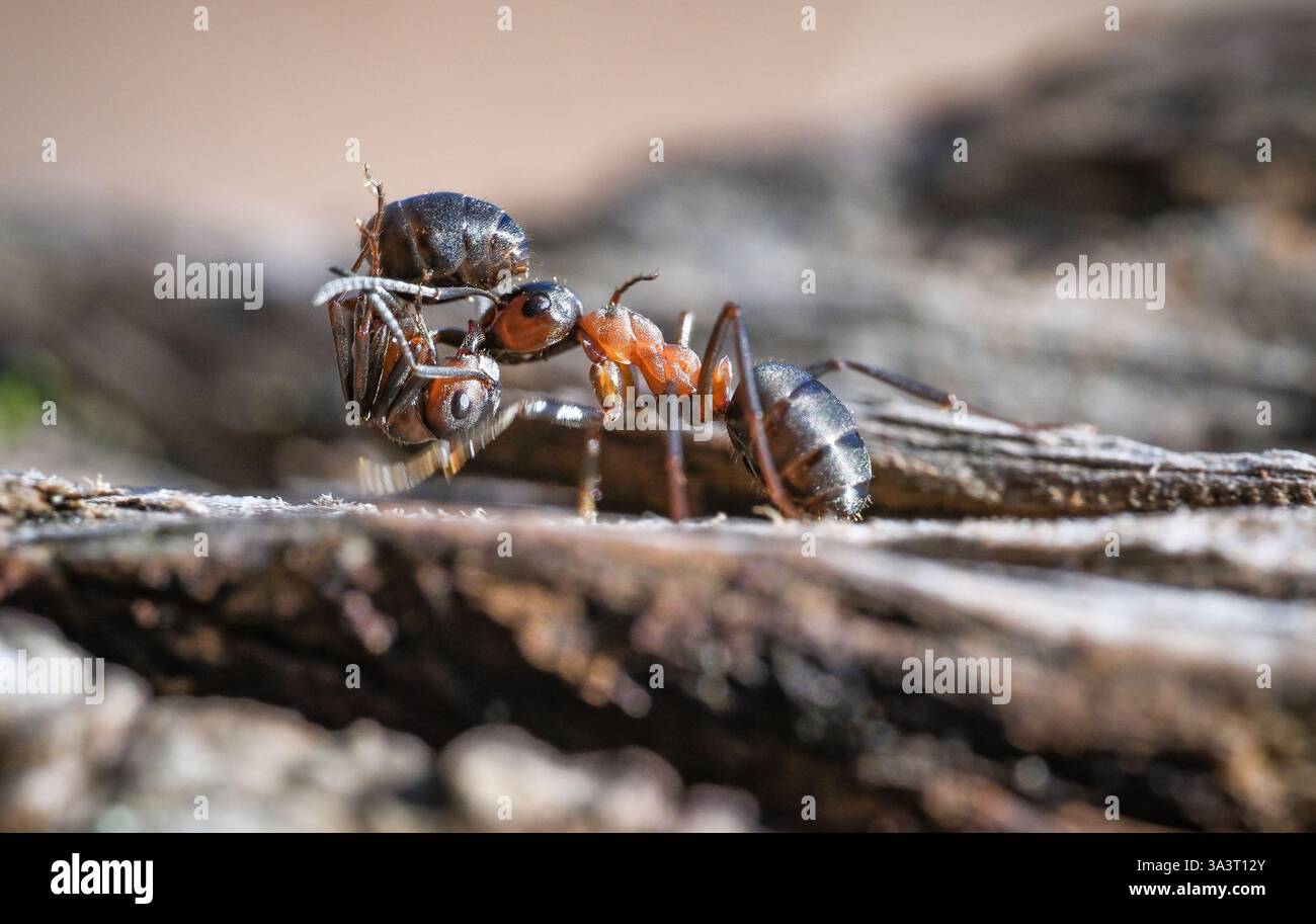 Southern wood ants (Formica rufa) close-up macro of worker ants ...