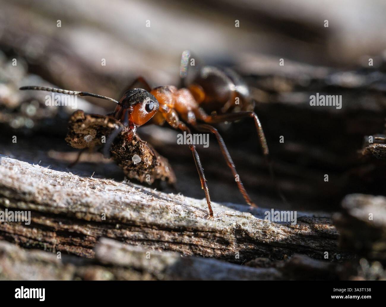 Southern wood ants (Formica rufa) close-up macro of worker ants ...