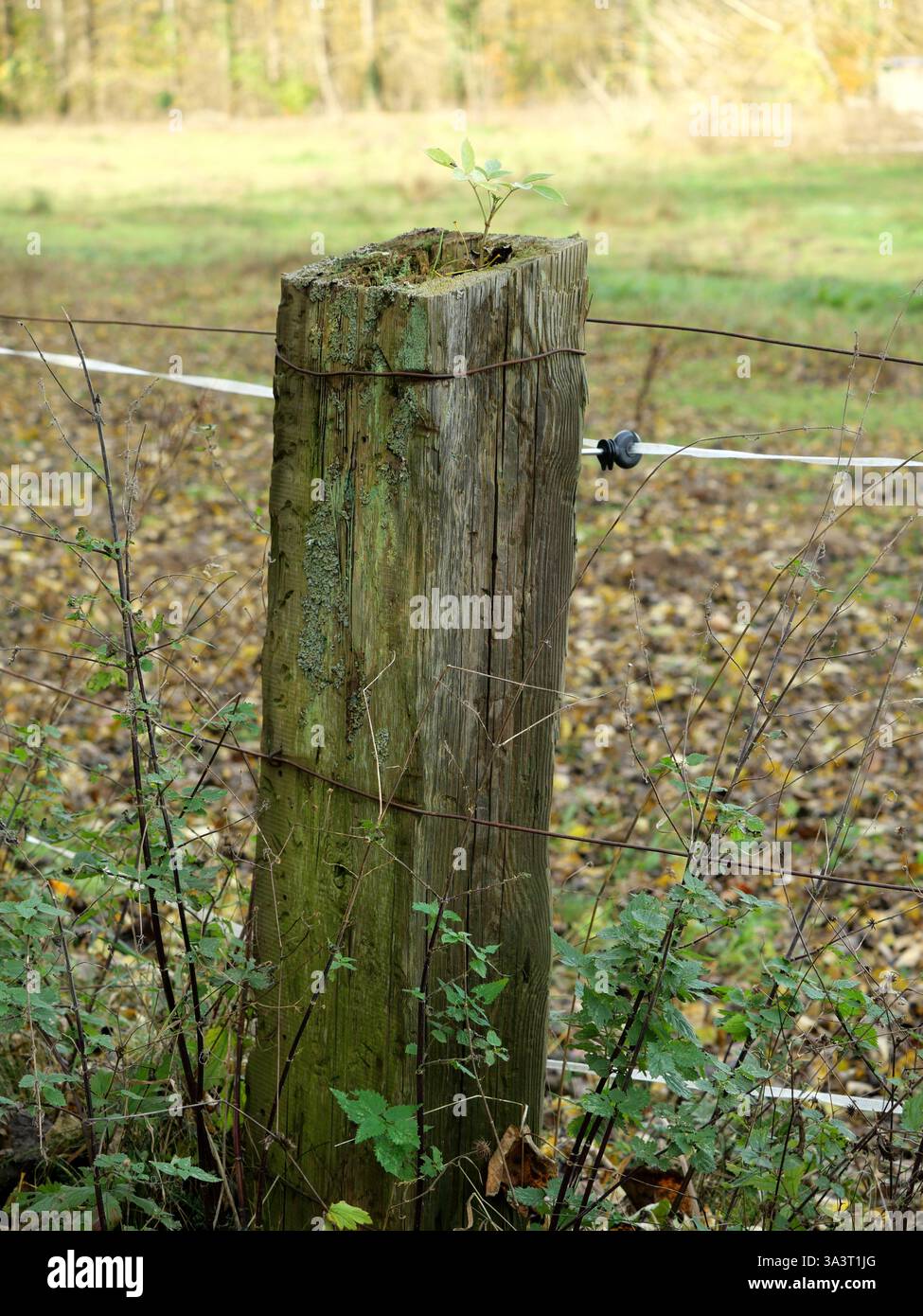 An old wooden post with a new shoot sprouting from its weathered wood ...