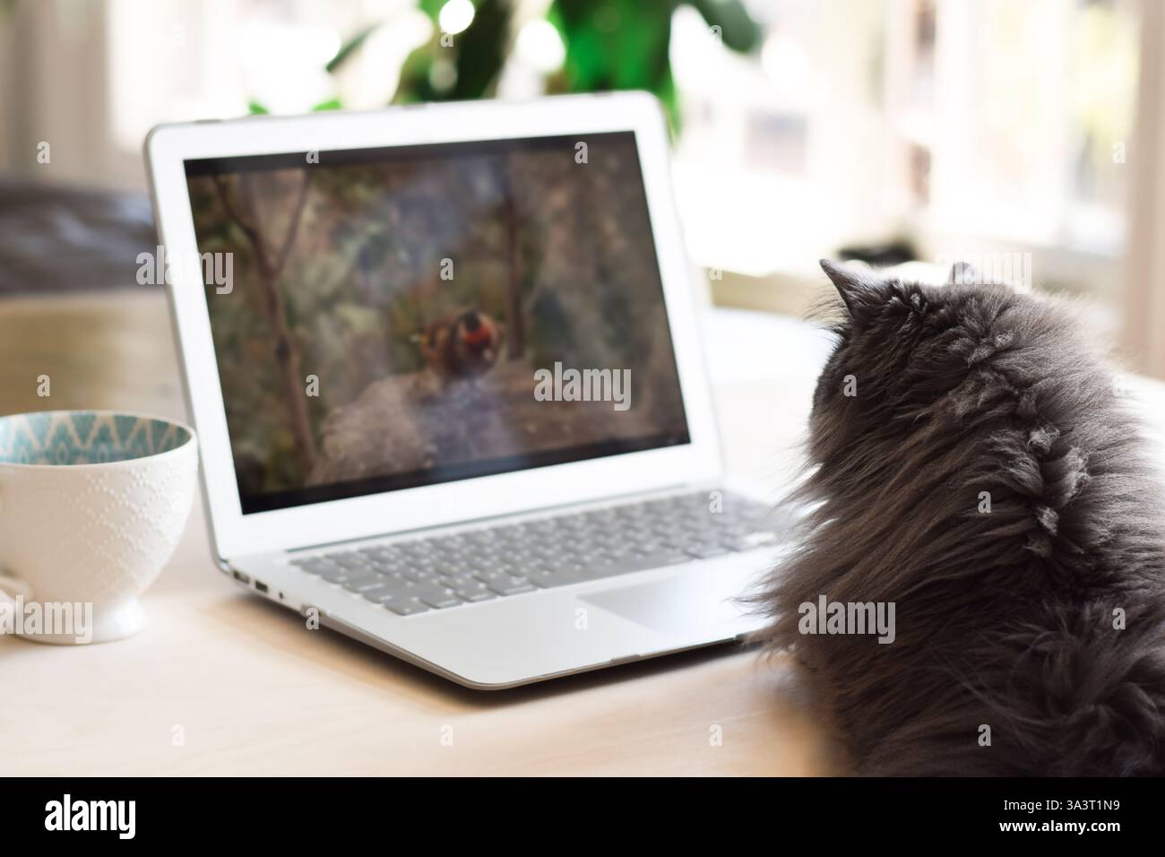Human watching cat video hi-res stock photography and images - Alamy
